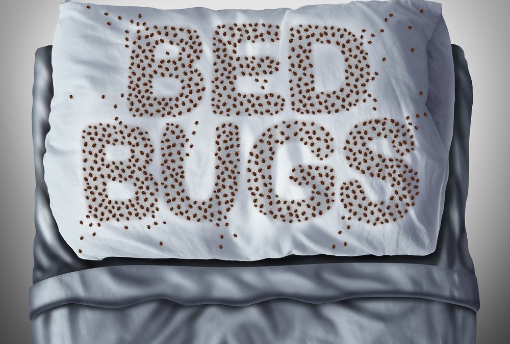 Bed Bugs How To Prevent Get Rid Of Pesky Bed Bugs Her Own Health